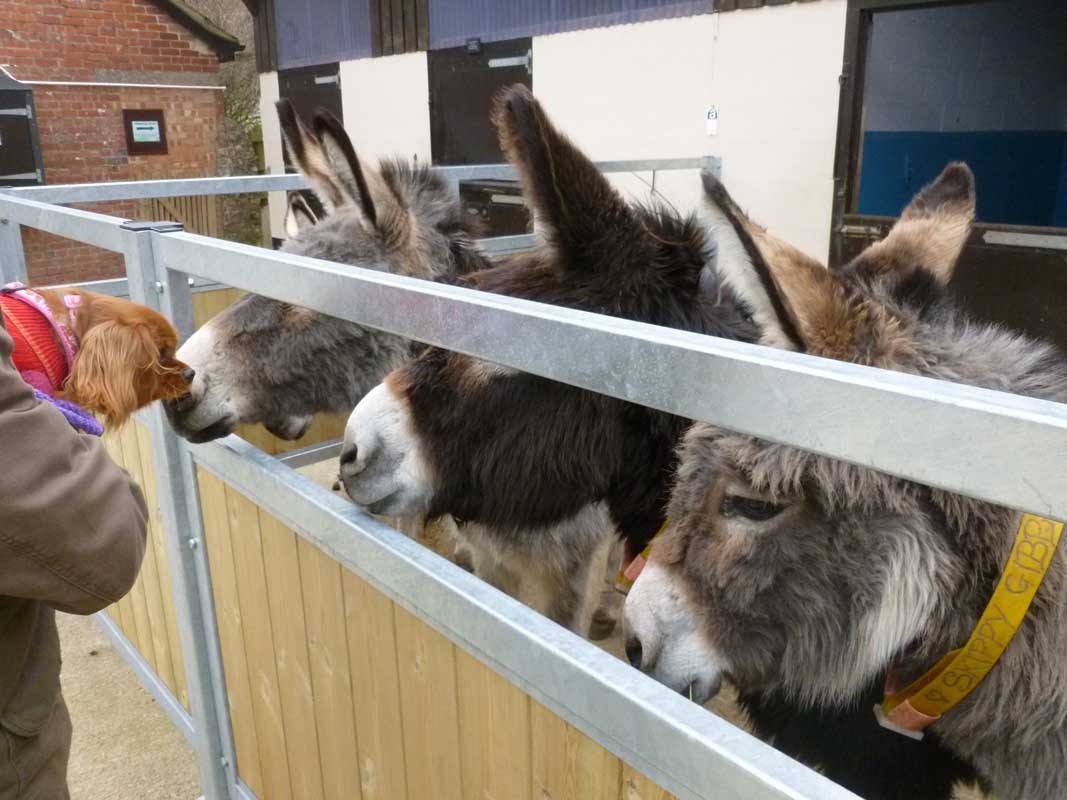 Soggibottom: Donkey Managment for pups