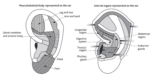 Henibean: Heni and her ear twiddling!...(better known as Auriculotherapy)