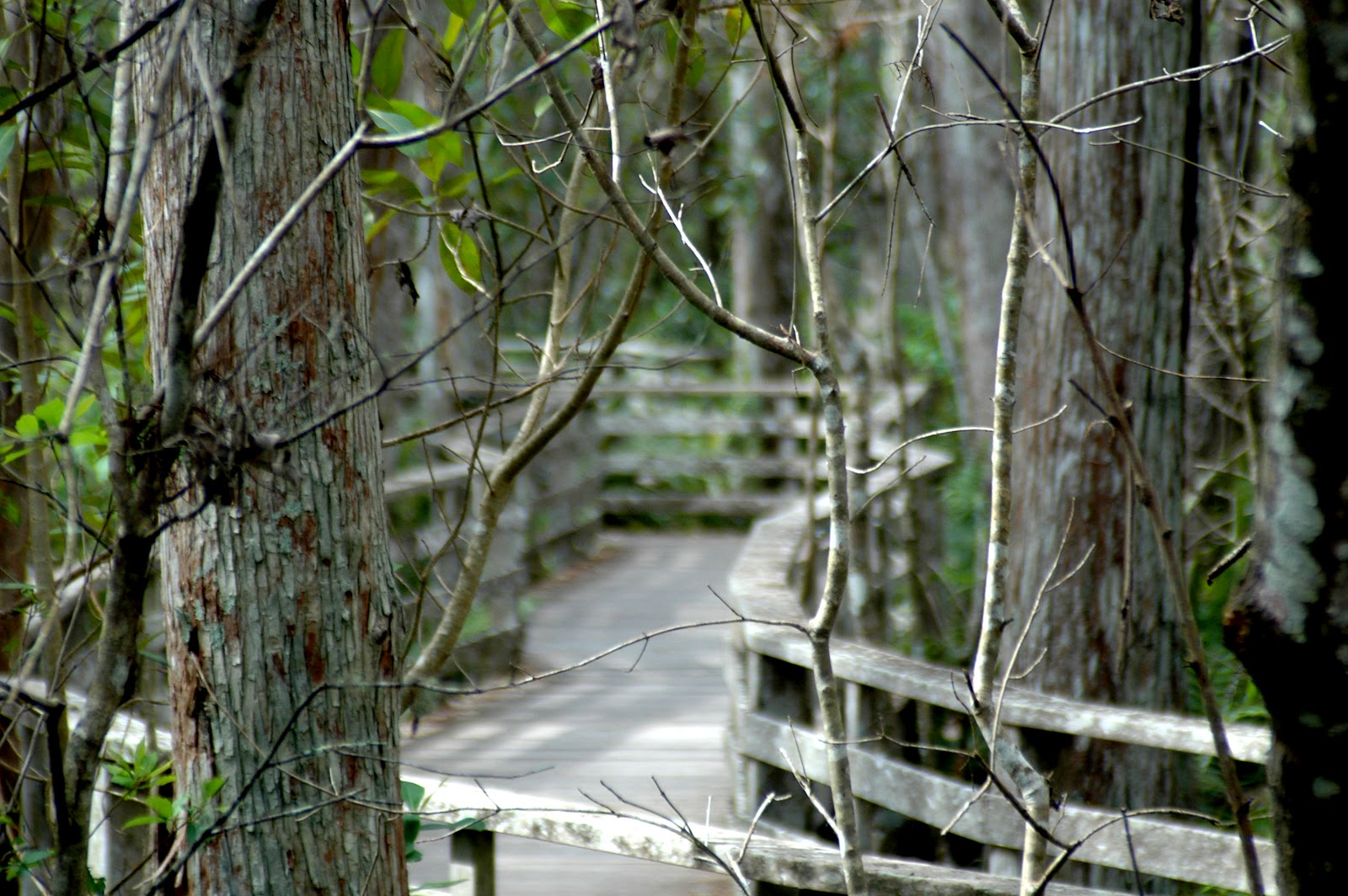 South Florida Guy: Corkscrew Swamp Sanctuary - Naples