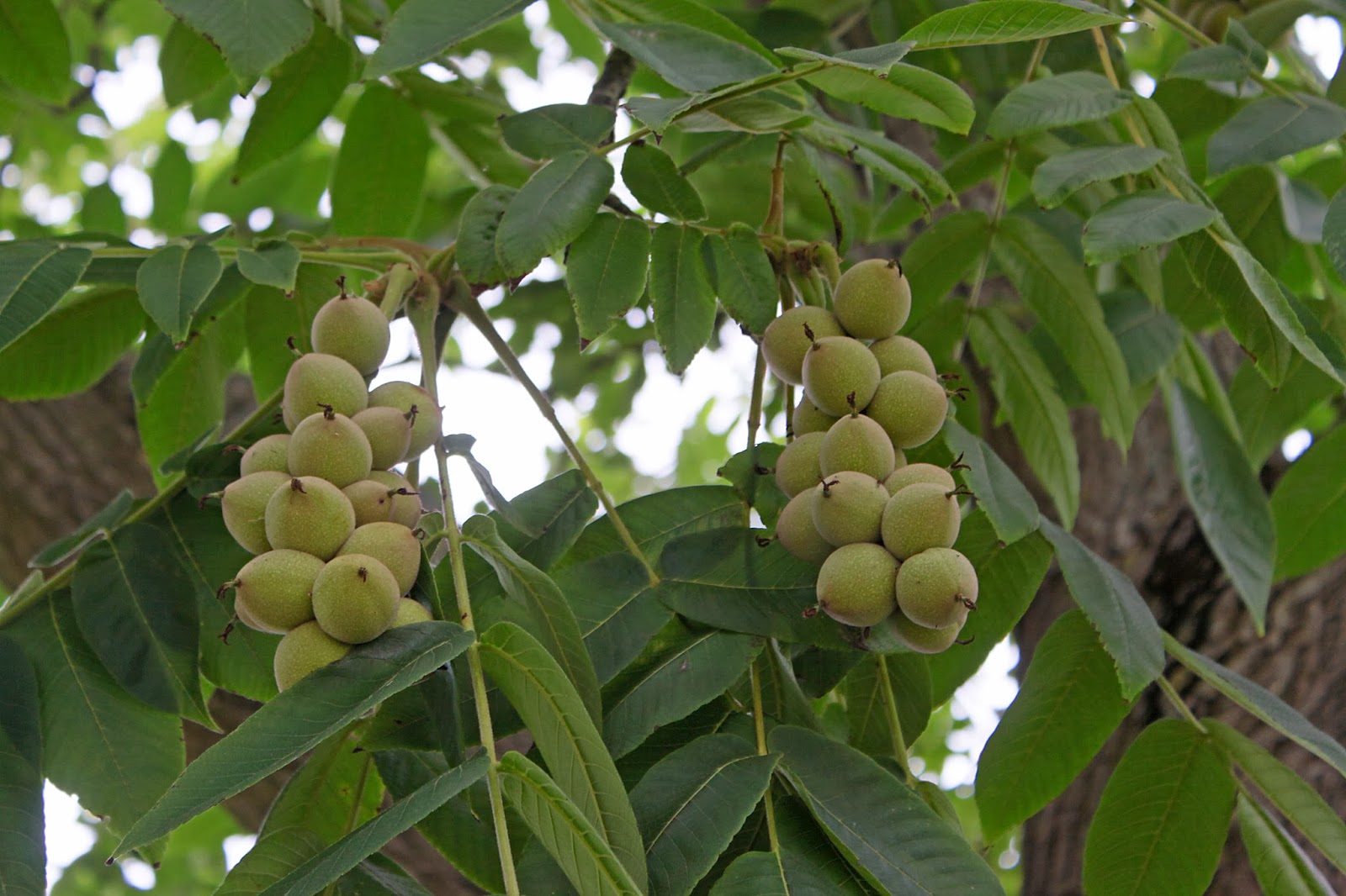 NatuurlijkNatuur: Walnoot [Juglans regia, L-1753]