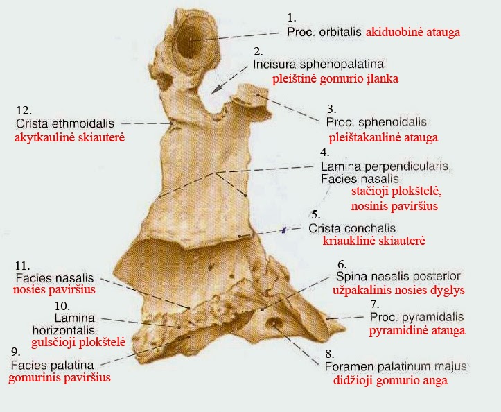 Коски на лицето: Непцева коска (os palatinum)