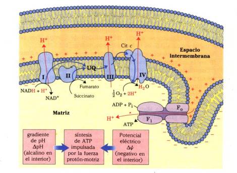 Cadena respiratoria y Fosforilación Oxidativa