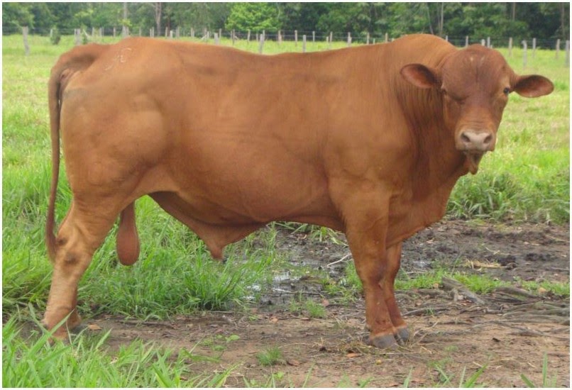 Generalidades de la Ganadería Bovina.: Senepol