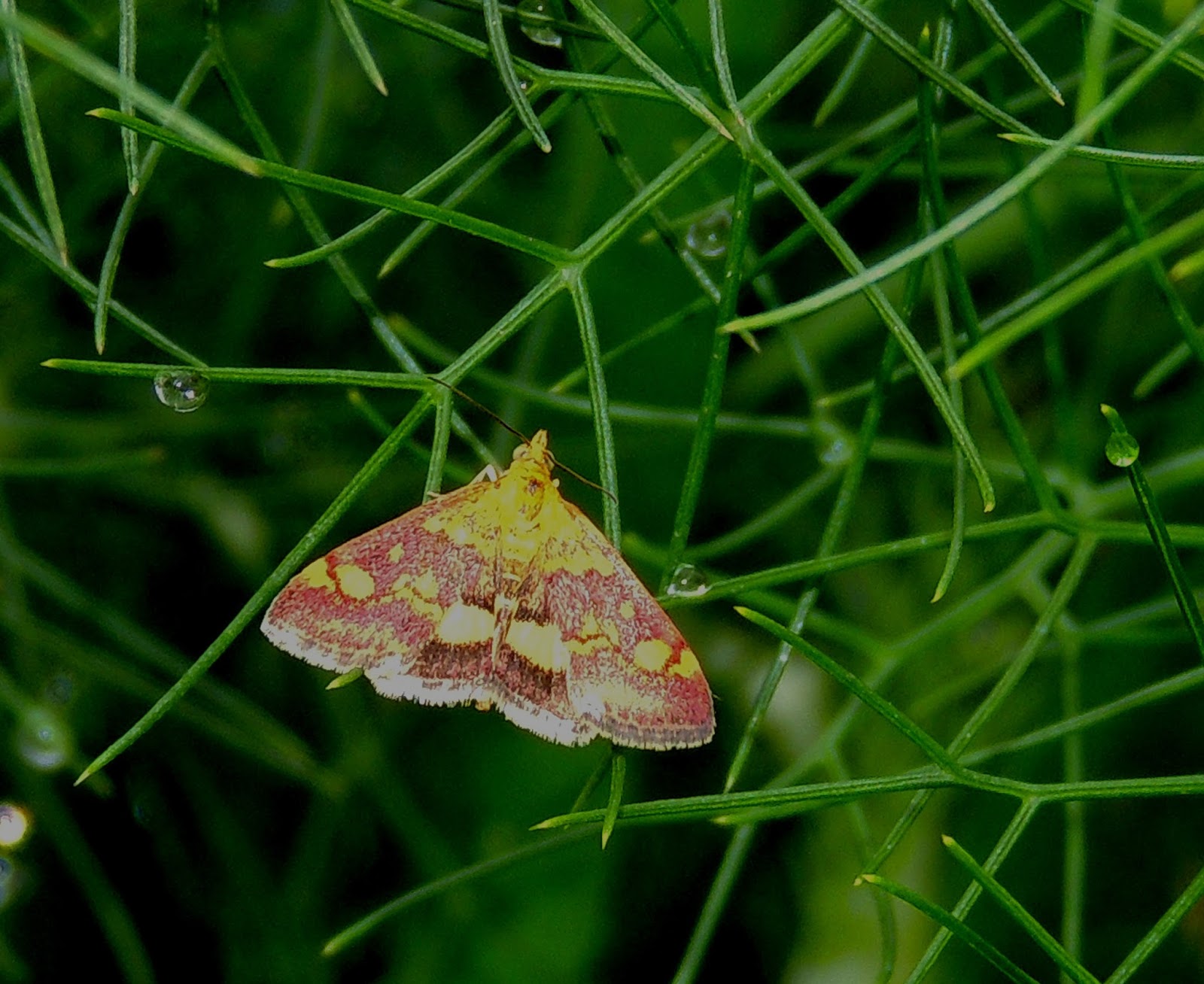 Mariposas y orugas (Volvoretas e eirugas): Confusiones habituales ...