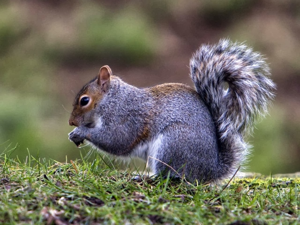 Andy foto natura: Ardillas
