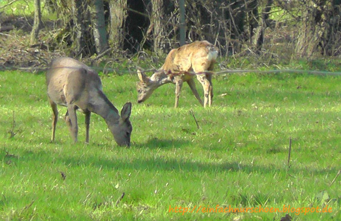 Einfach nur Schön: Rehe am Waldrand des Raakmoors