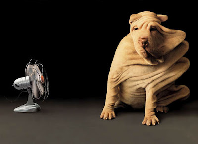 Cute Funny Animalz: Funny Shar Pei Dogs New Nice Images And Wallpapers 2013