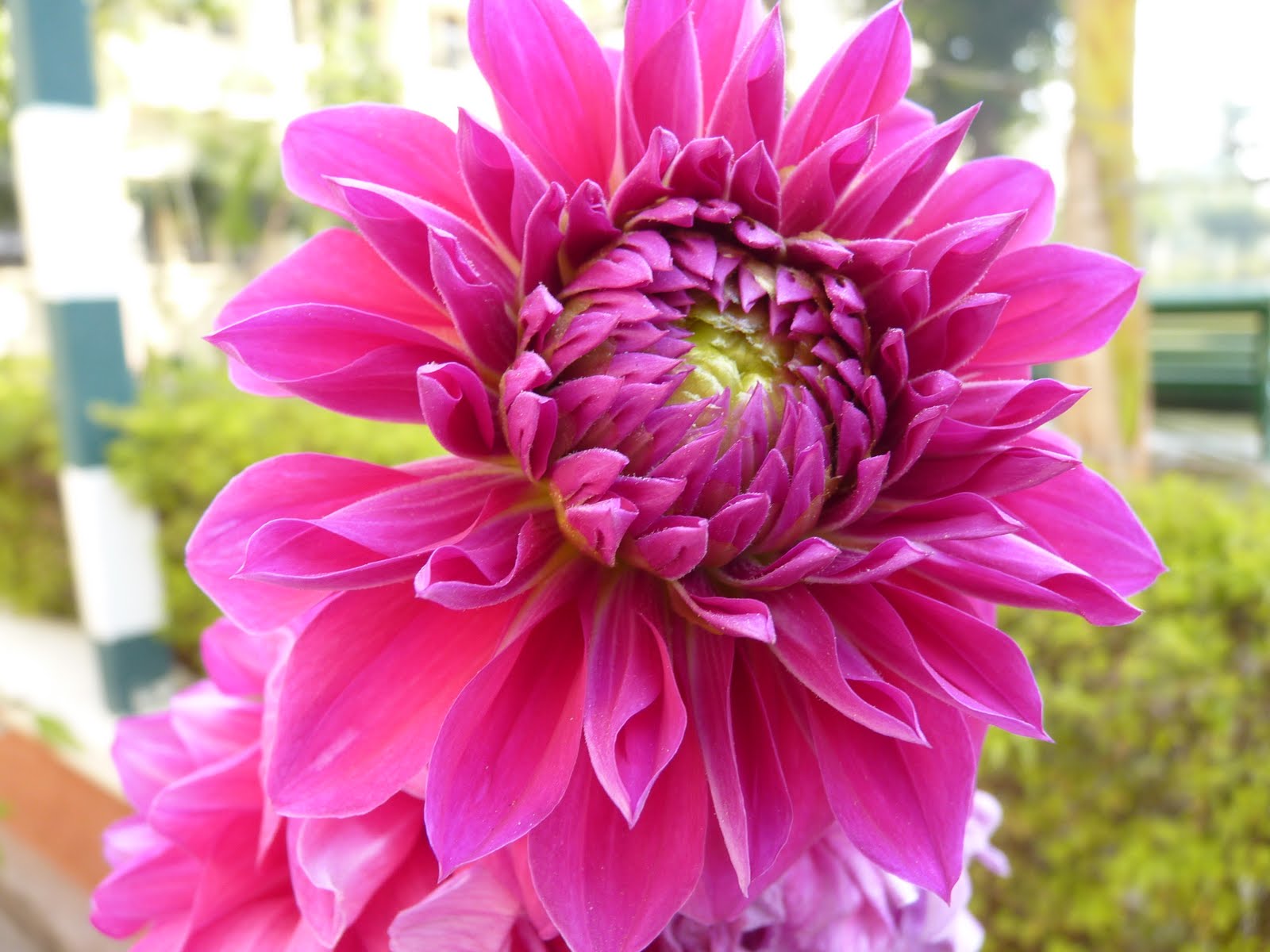 Dr S N Prasad, Mysore, India: The Alluring Aura of Anoopshahr ...