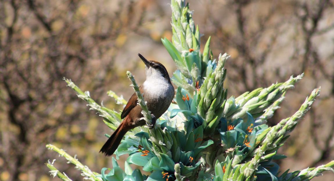 El grupo de los Subecerros: Aves del Pochoco