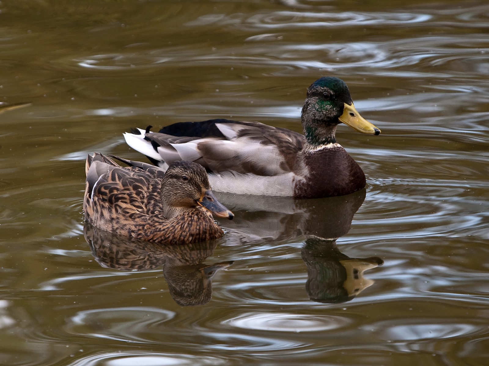 Fotografia de NA: Anade azulon