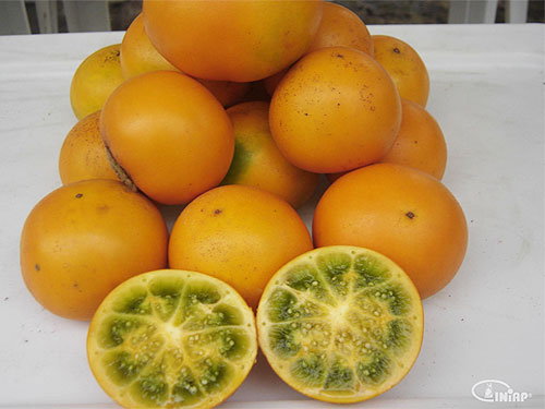 Pachamama Spectrum of Treasures: Exotic Fruit of Ecuador