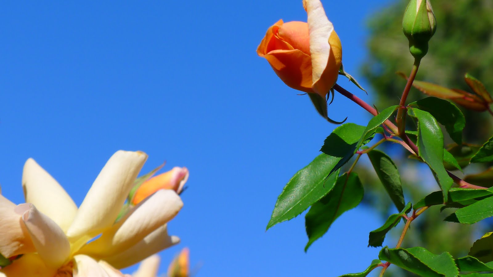 Lavender and Vanilla; Friends of the Gardens: The merry month of August ...