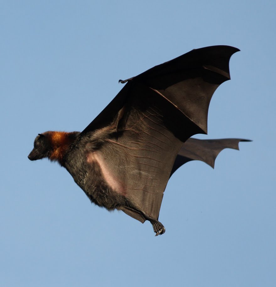 Mark James Pearson: Bits & (Mega)bats from the Botanical Gardens