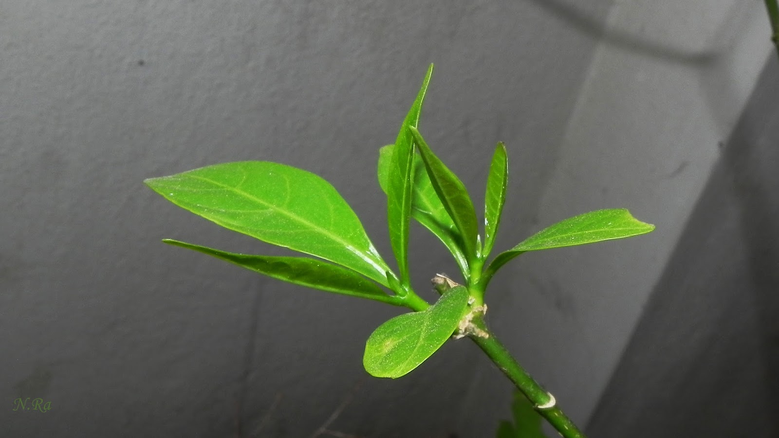 Lepidoptera Life cycle: Life Cycle images of Parotis marginata