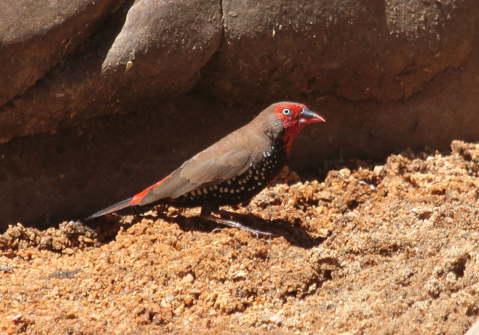Richard Waring's Birds of Australia: Painted Finches and Black ...