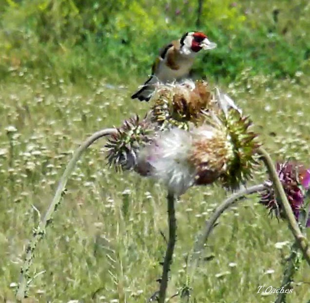 PASARI DIN ROMANIA: STICLETE(1), Carduelis carduelis