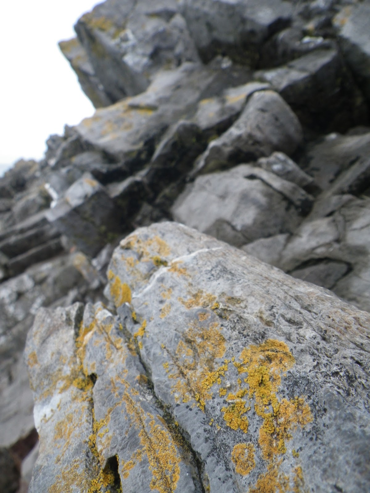 Rock Pooling: Rock Pooling Destination: Worms Head, Wales