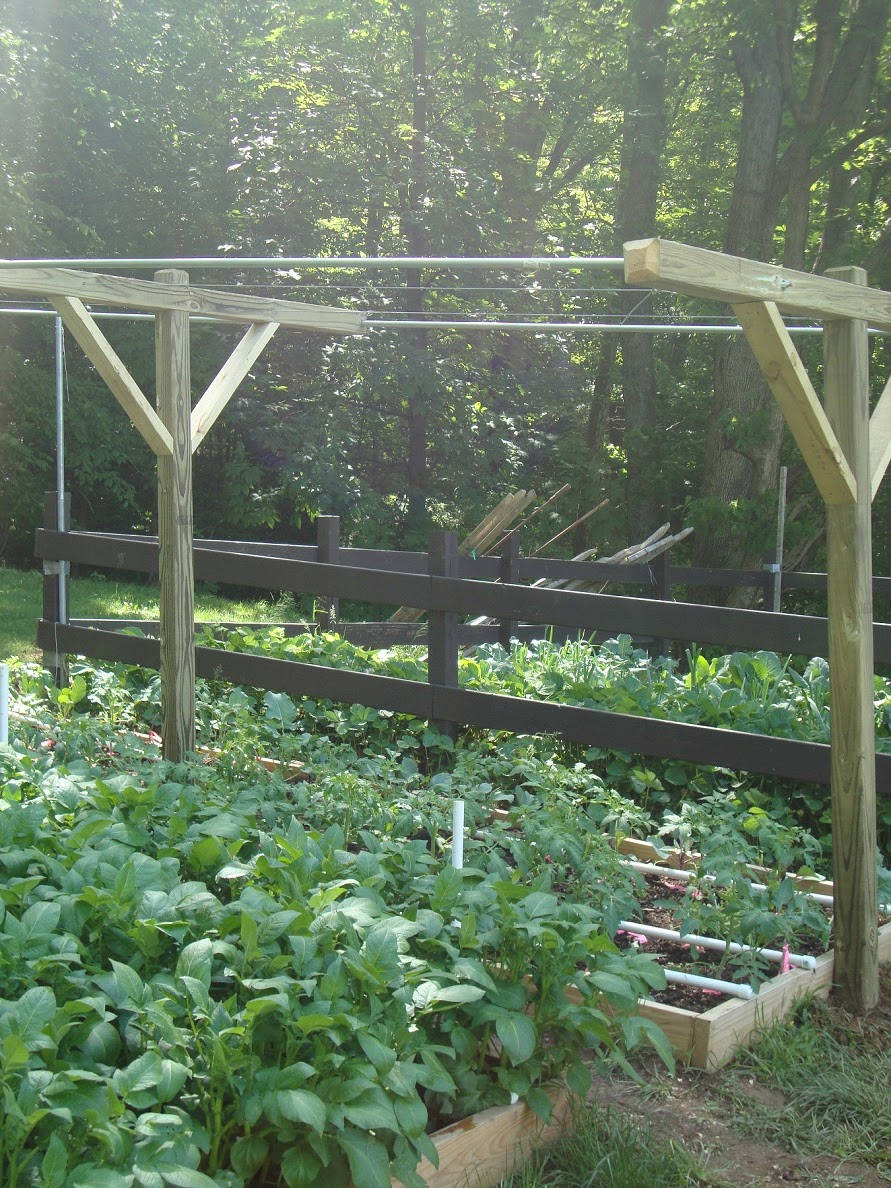Simple Pleasures: T-Frames For The Tomato Supports Installed