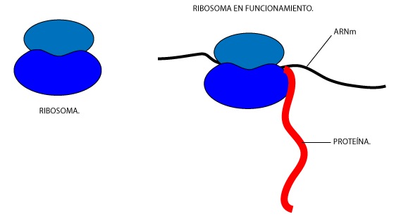 Ribosomas Dibujo
