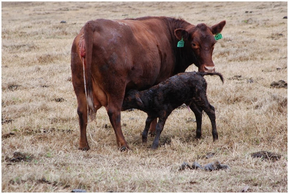 Generalidades de la Ganadería Bovina.: Red Poll