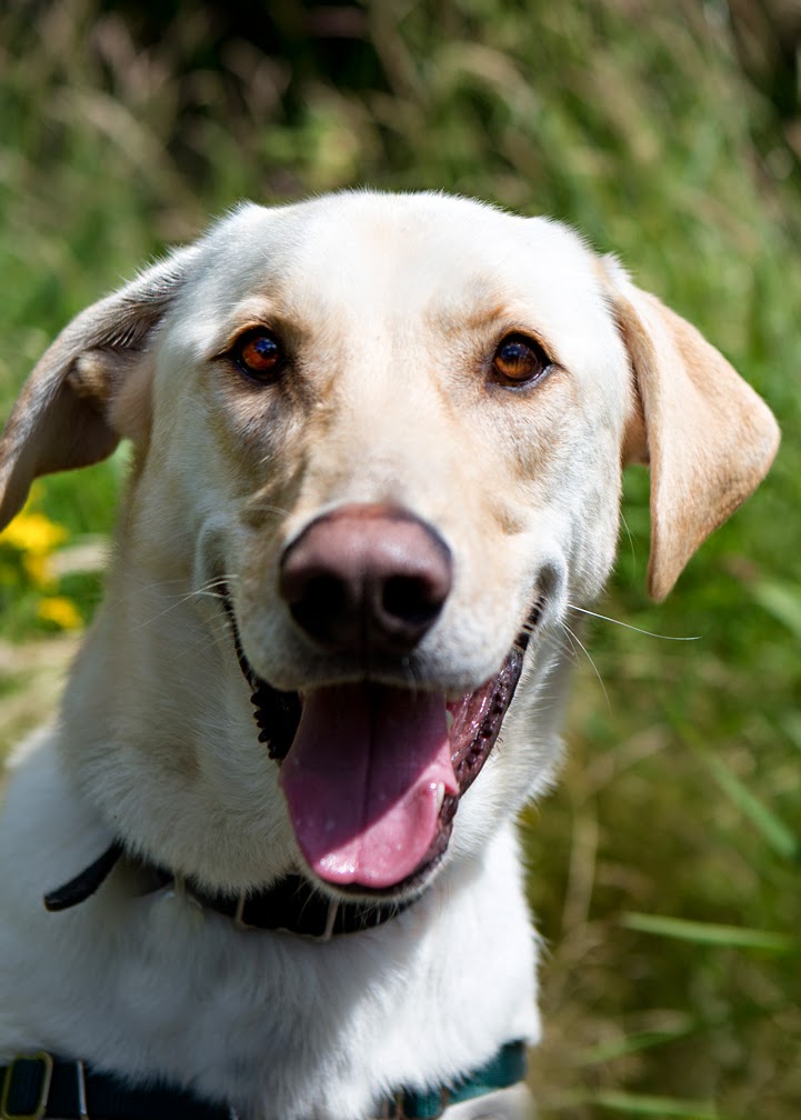 Shelter Dogs of Portland: "LOBO" - young, strong, tall, and active ...