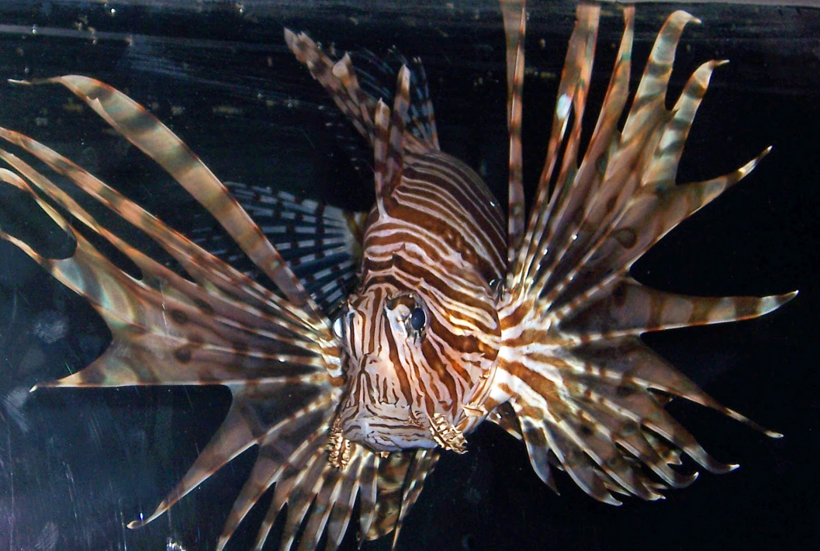 LION FISH photos - wallpapers (ανανεωμένο) | the fun bank