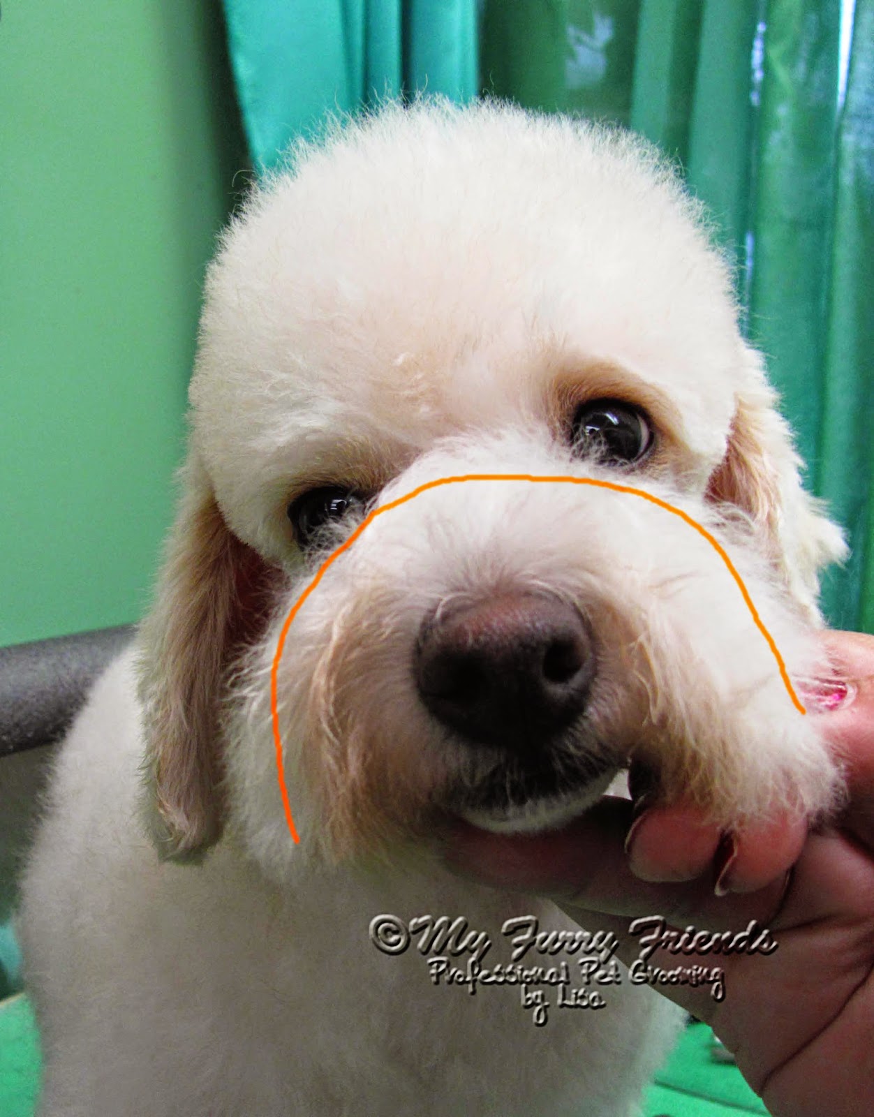Pet Grooming: The Good, The Bad, & The Furry: Cute Face How-To