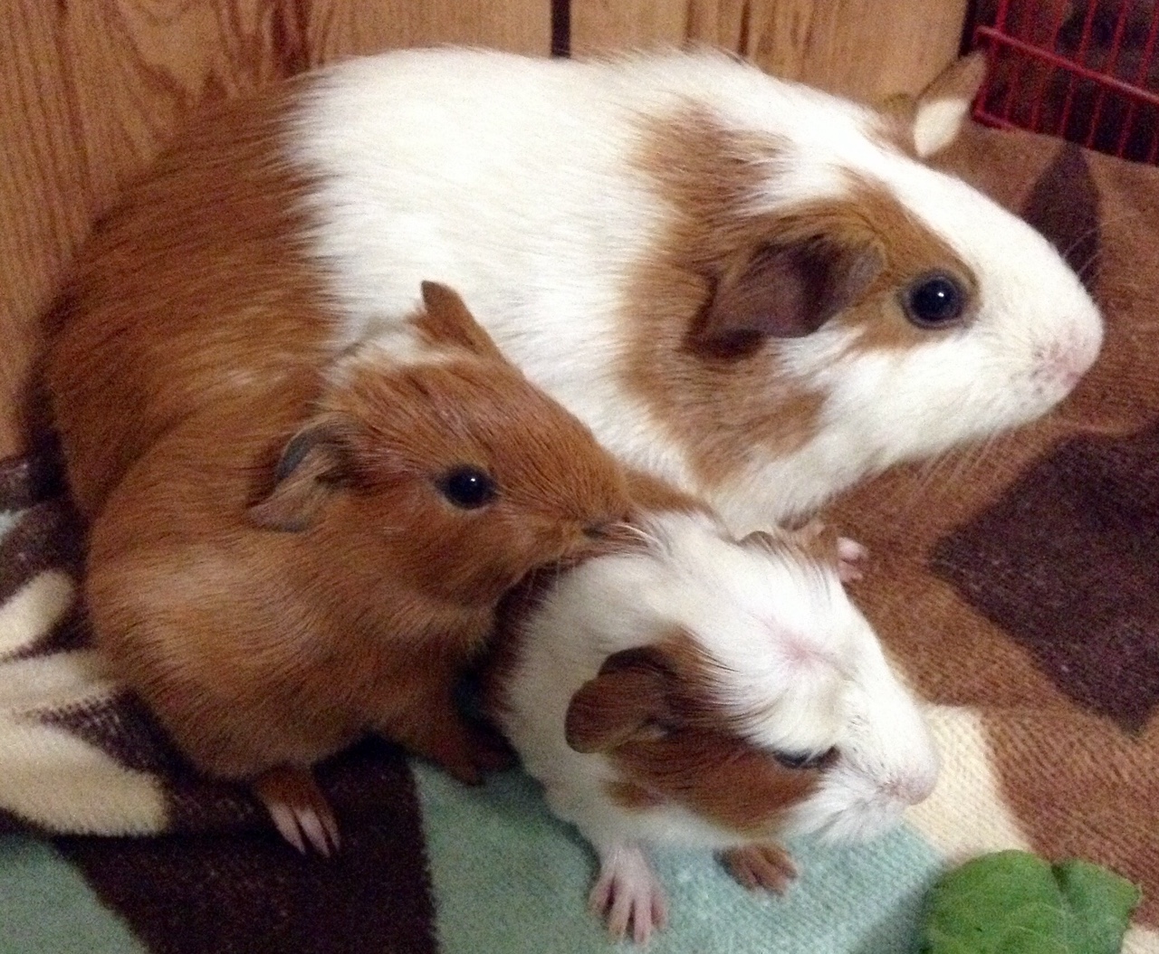 Zamorac ili Guinea Pig.: ZAMORCI / Guinea Pig / - ŽIVAHNI I RADOZNALI ...