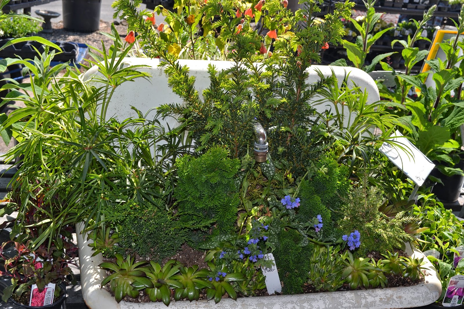 The Outlaw Gardener: Visiting Cornell Farm Nursery in Portland