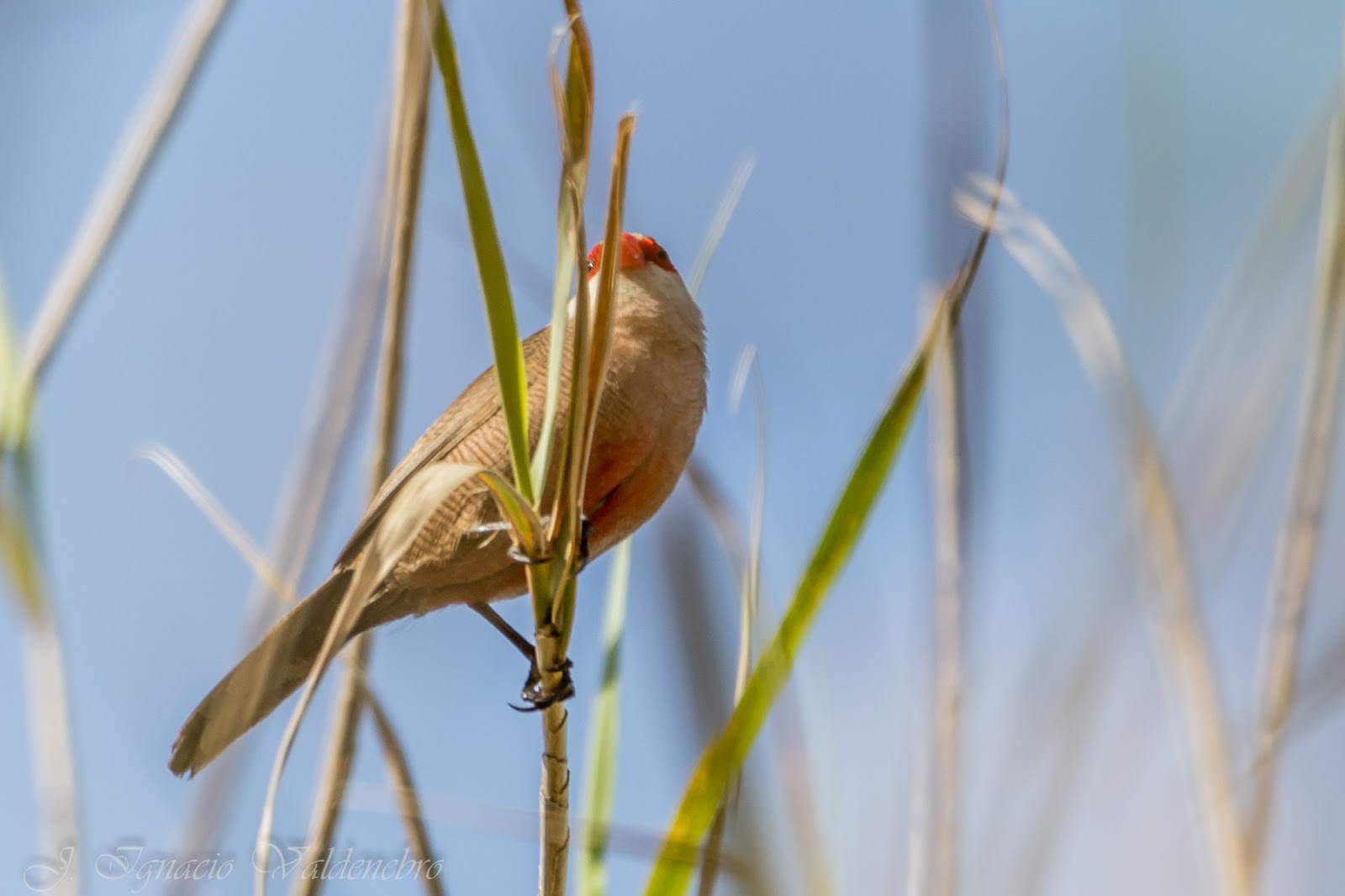 DocNatureBlog: ¿Qué hace un pajarillo como tú en un lugar como este ...