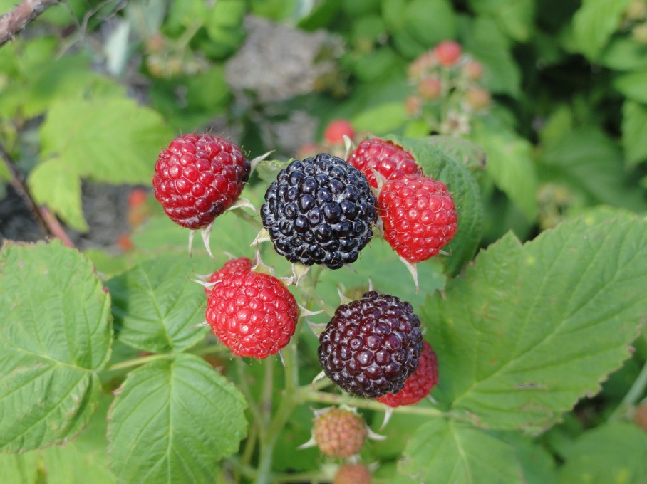 Team Rubus: Black Raspberry Research in NC (and OR, NY and OH)