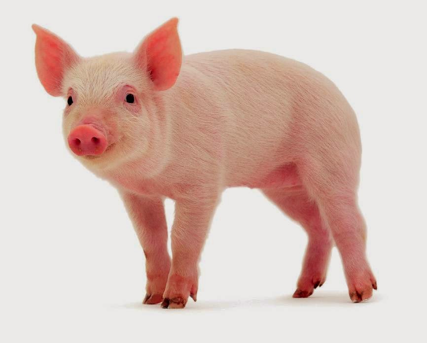 Apuntes de Biotecnología: Xenotrasplantes. Órganos para trasplante ...