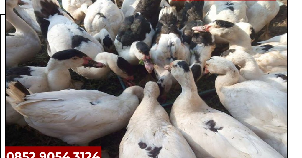 Harga Bebek Entok Anakan