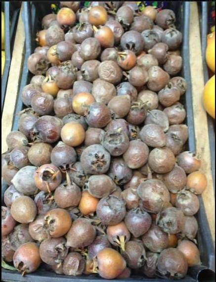 ORDU NİZAMETTİN BOZTEPE NİZAMETTİN: ORDU EKONOMİSİ FINDIK BİTKİSİ TÜRK ...