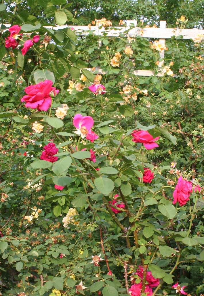 Our Garden Journal: Wine and Roses: Pairing Fragrance and Flavor