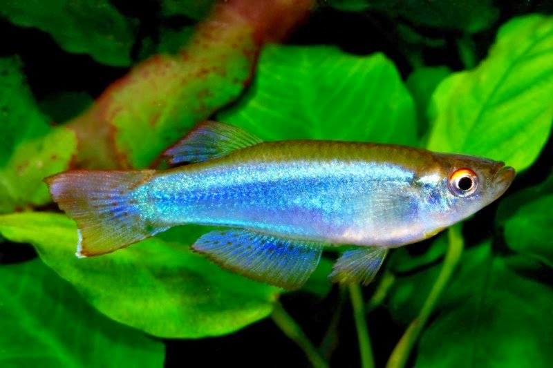 Aquarien und Orchideen : unsere Aquarien- und Terrarienbewohner