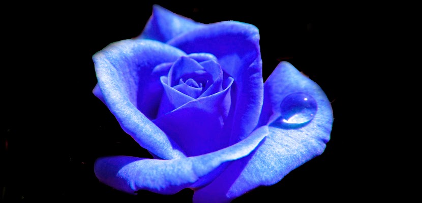 Trinity P. Silver: ¿QUÉ ES LA "ROSA AZUL"?