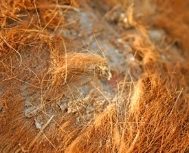 Buckaroo Leather Horse Tack, Use, Care and Maintenance: Rain Rot