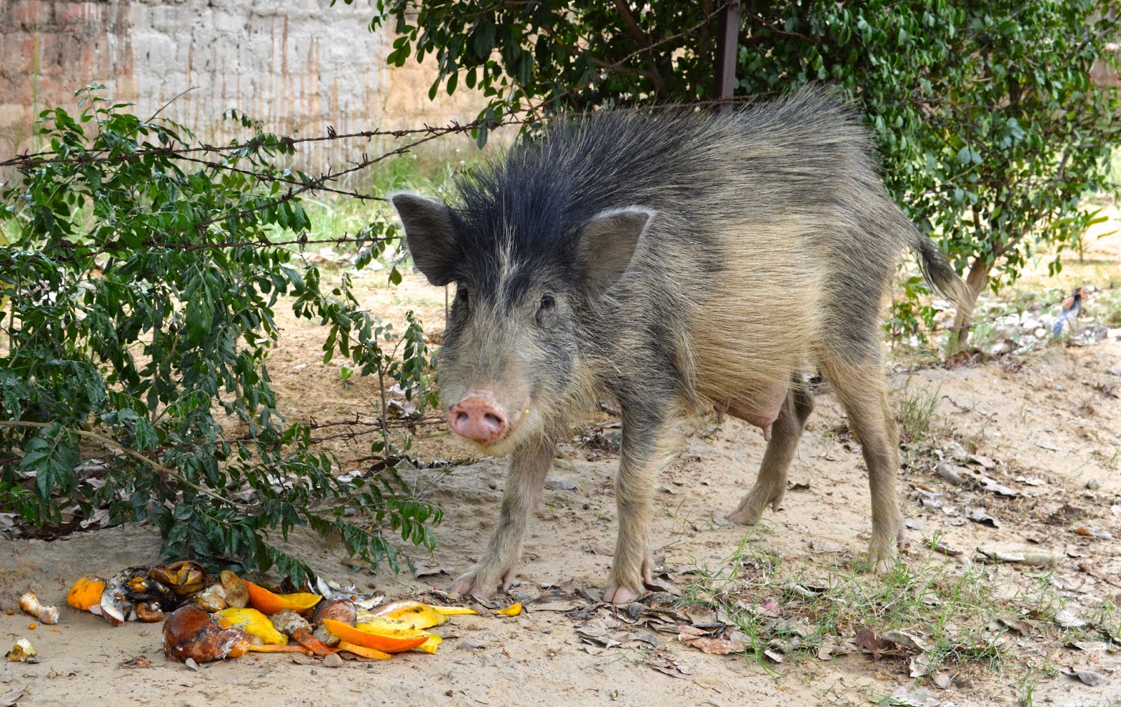The House of Susanna / my life in India : Morning pig = morgon pigg