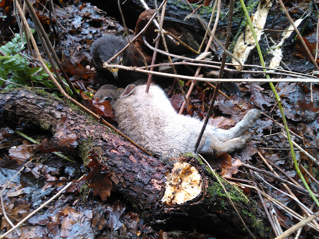 Strathblane Falconry News