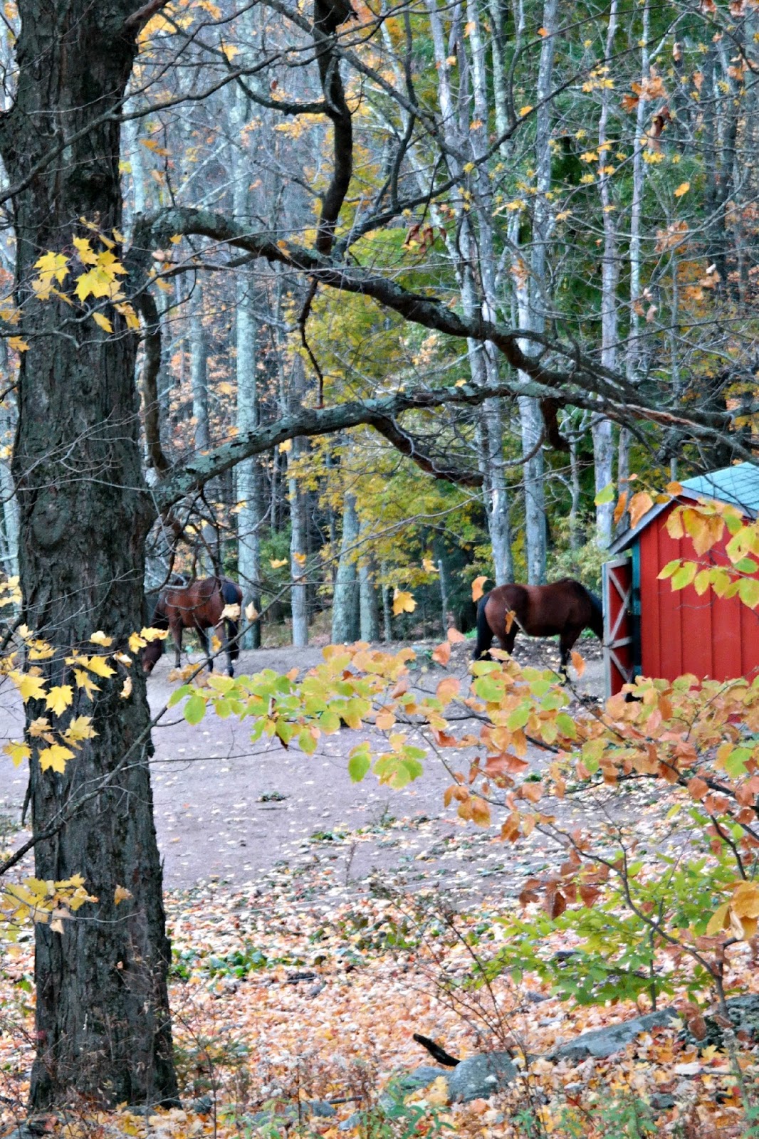 MountainMama: The Wildlife Outside My Window - Good and Bad