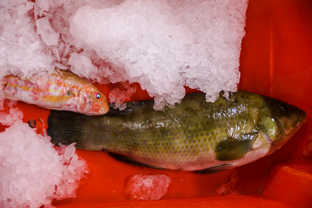 Through the Gaps! - Newlyn Fishing News: "A fish-frail of stout" on ...