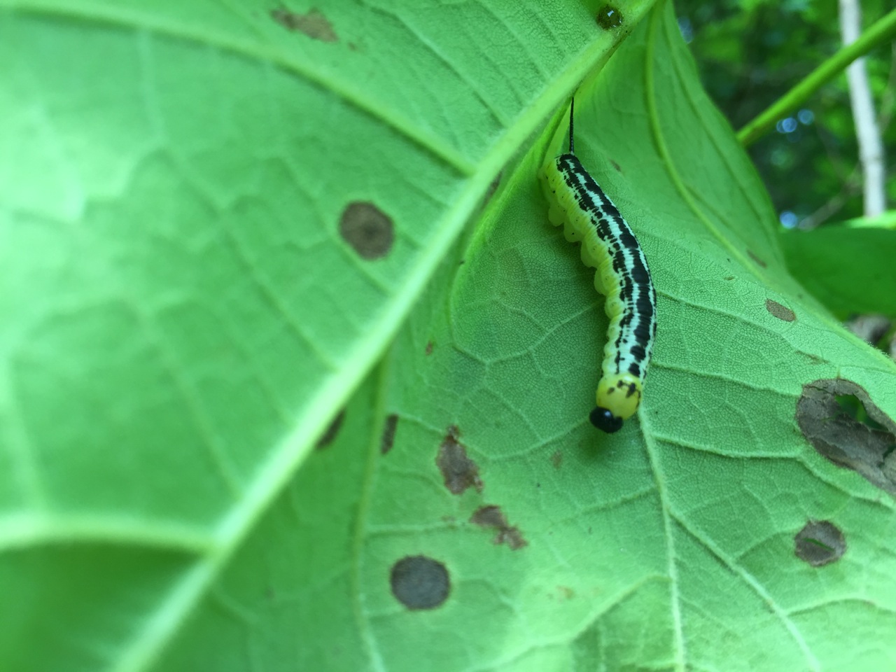 Julie Zickefoose on Blogspot: Butterflies And Other Matters