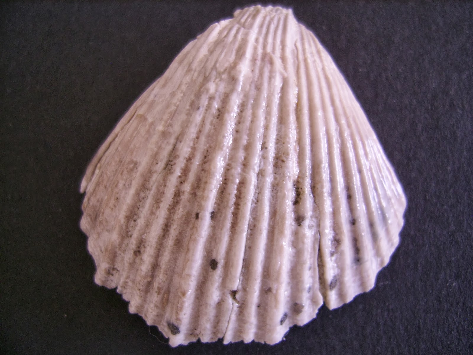 FOSSILES DE CHARENTE-MARITIME ET AUTRES ORIGINES: BIVALVES : pectinidés