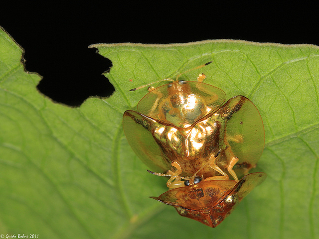 The Tortoise Beetle - Amazing Metallic Arthropods | The Ark In Space