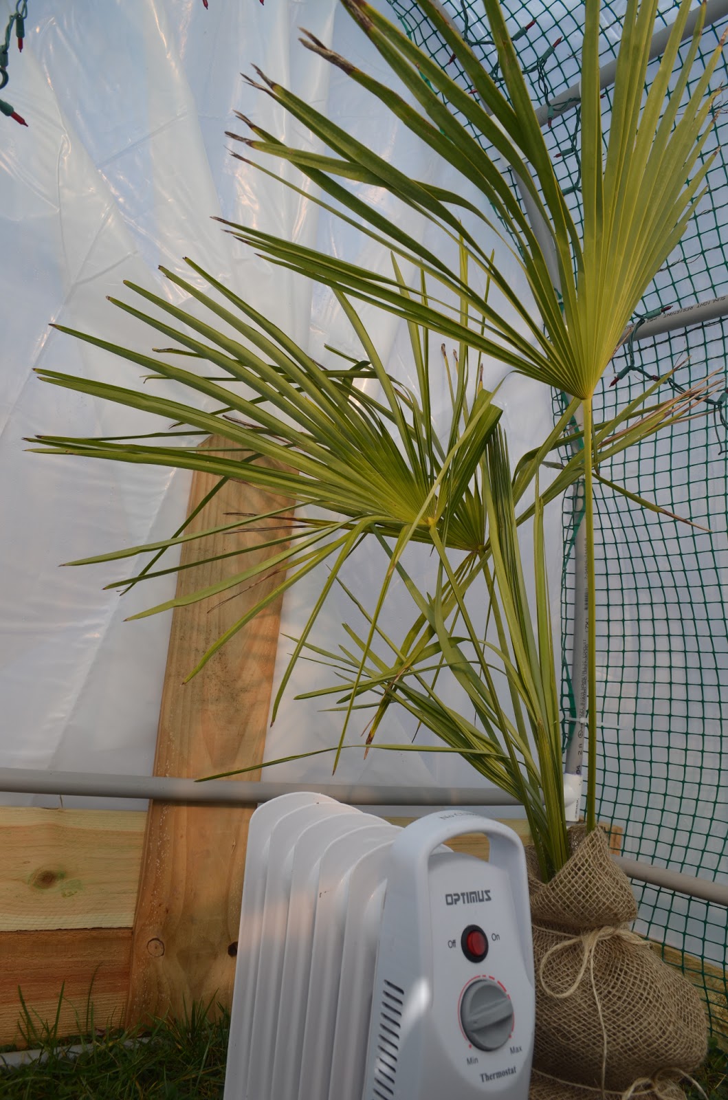 The Palm Tree Project