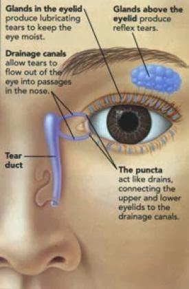 Learning Science Is Cool!: Where Do Tears Come From?