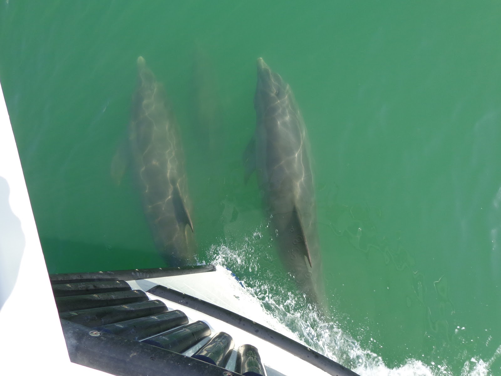 Mercy Afloat: Rose Marina, Marco Island to Dismal Key Pass