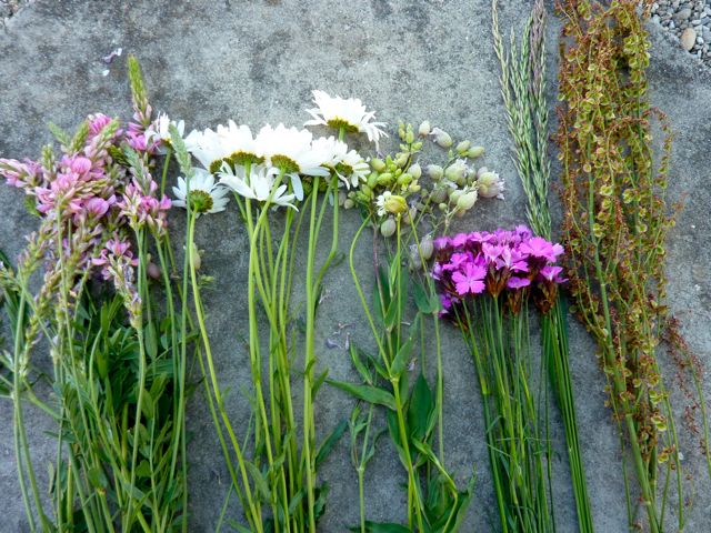 My Rose Valley: ♥♥♥ Wild Flowers ♥♥♥