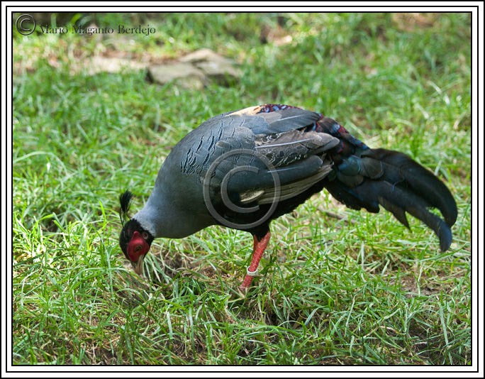 Lophura diardi (Faisan prelado. Faisan siames)